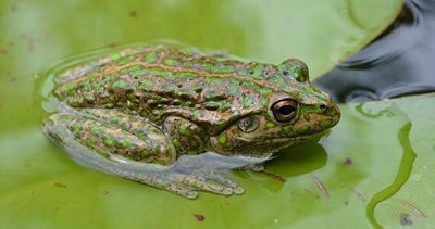 Ultima etapa: Rana Adulta