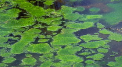 https://www.nature.scot/plants-animals-and-fungi/algae/freshwater-algae