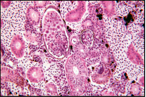 10.- OBSERVATION IN MICROSCOPE