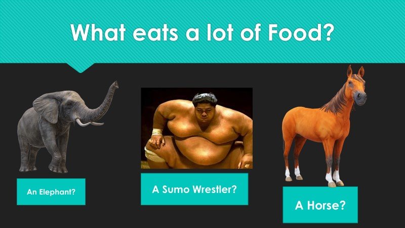 What eats a lot of food? Choose one thing!