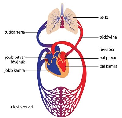 A szívből kilépő ereket artériáknak (verőér),