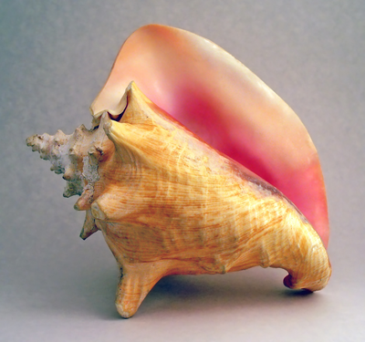 https://en.wikipedia.org/wiki/File:Conch_shell_1.jpg