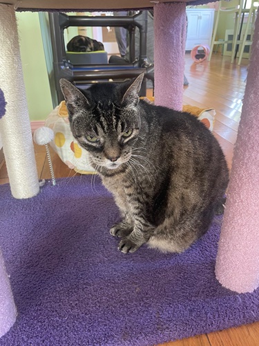 Cats at the Beans Cat Cafe, they're all super adorable. (this one looks ...