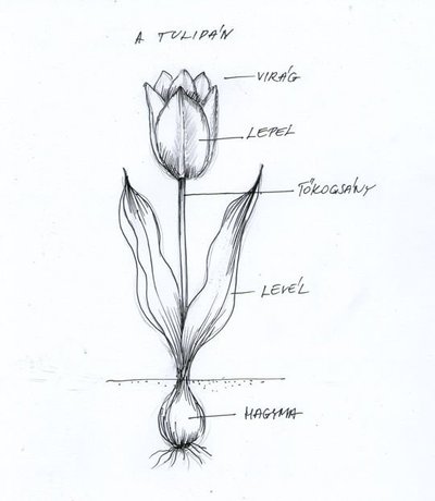 A tulipán részei