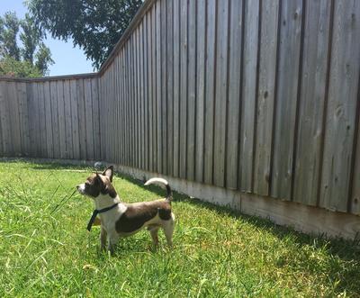 I got my dog in the summer of 2013.