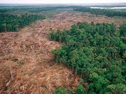 How and why deforestation occurred: