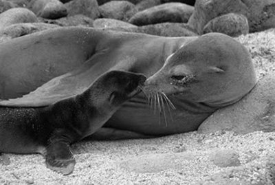 Japanese Sea Lion