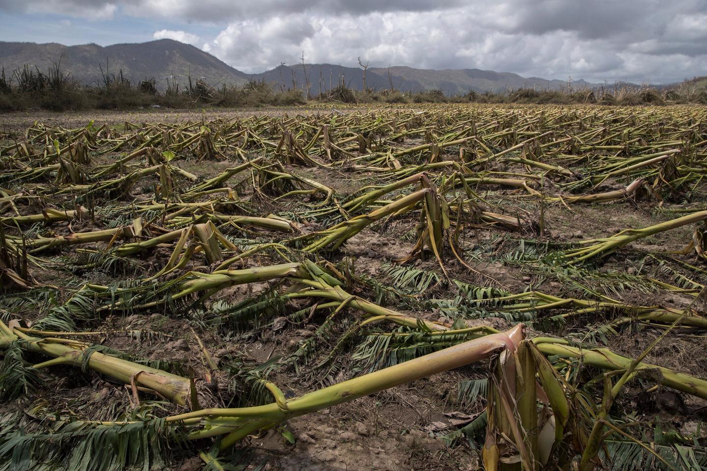 When the plague ended, it left agriculture dead because no one was ...