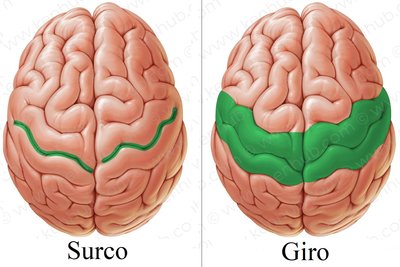 Algunas células se agrupan para formar giros , mientras que otras ...