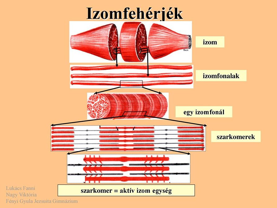 A harántcsíkolt izomsejt (rost) működése
