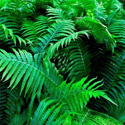 Ferns