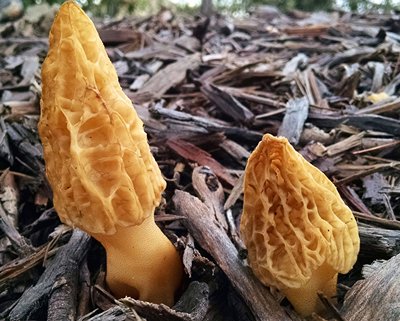 This is a morel