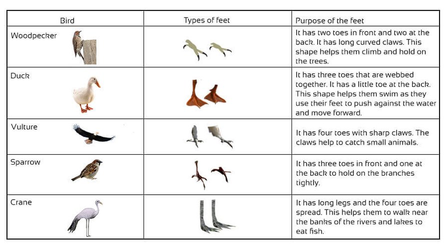 All birds have two feet and four toes. The feet and claws help the bird ...