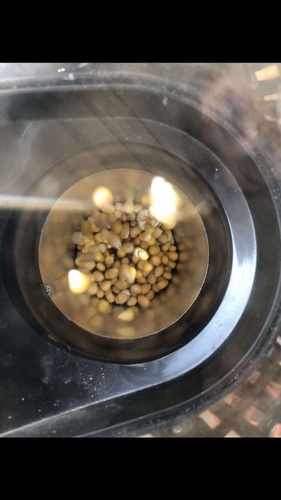 Day 4: Popcorn Lab