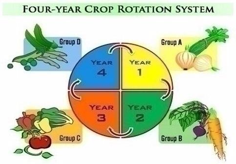 Crop rotation diagram
