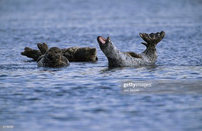 Adak Island, Alaska. Harbor seals in the shallow waters off Adak Island ...