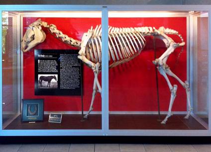Supplement - Skeleton of Old Coaly on display in the HUB