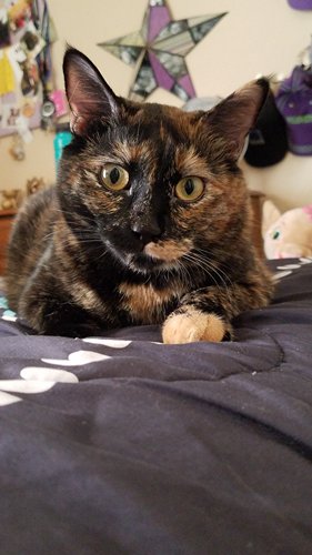 Much like calico cats, tortie shell (tortoise shell) cats are not a ...