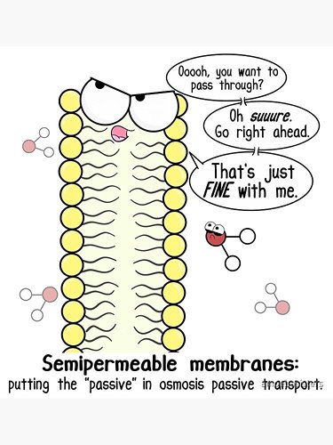 PLASMA MEMBRANE