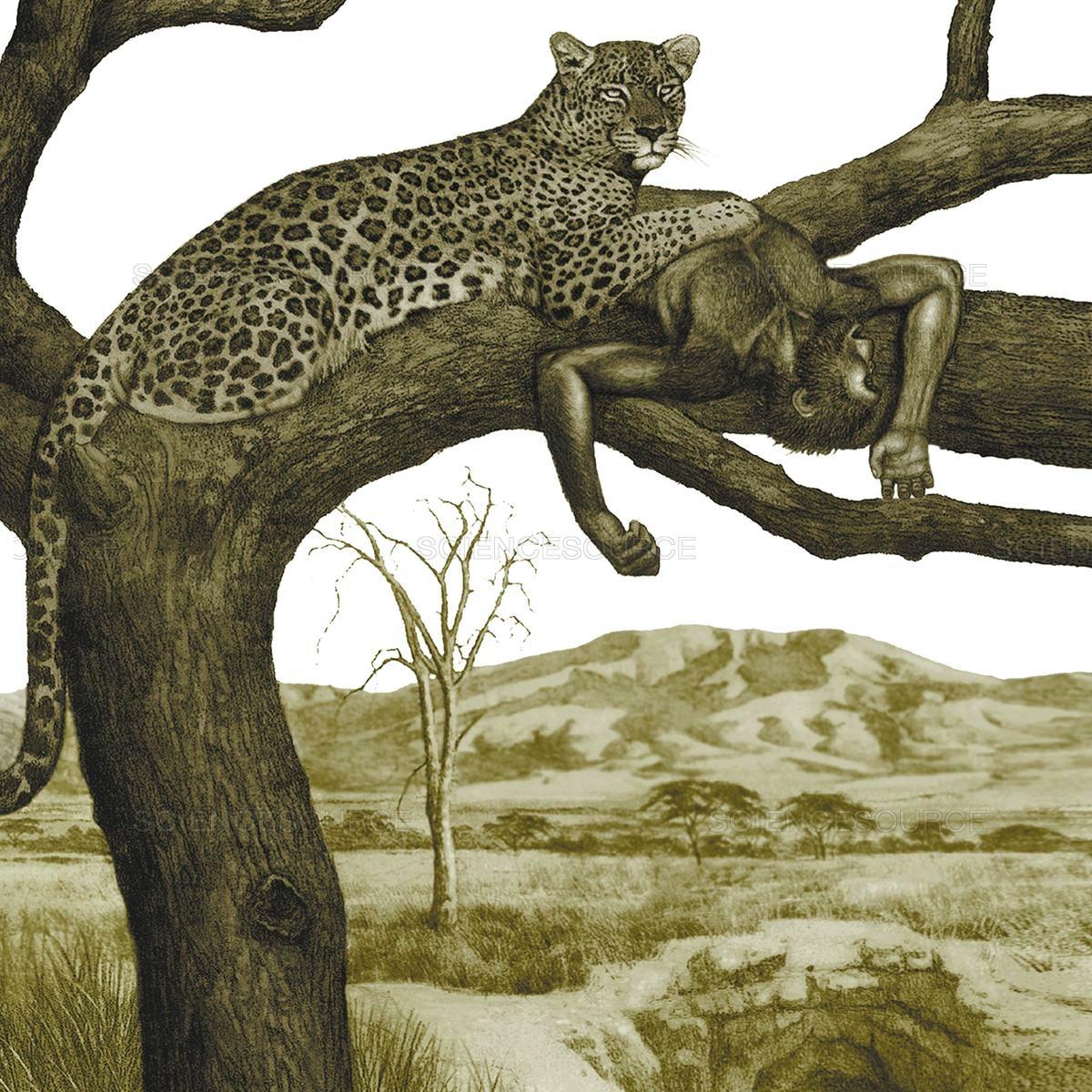 Els homo habilis eren carronyer.