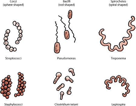 1875? Cohn classifies bacteria by shape