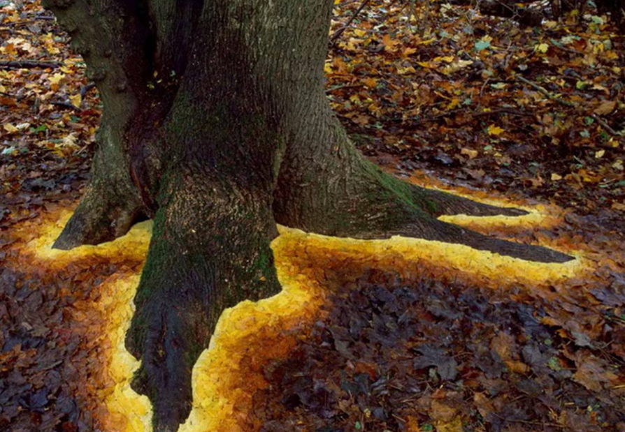 Sycamore leaves edging the roots of a sycamore tree, Andy Goldsworthy
