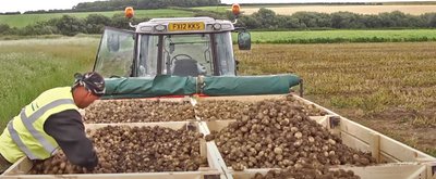 Each box you see here holds 1 tonne of potatoes