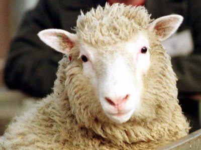 https://www.businessinsider.com/what-happened-dolly-cloned-sheep-2016-7