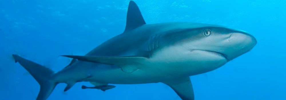 To print the story please do so via the link in the story toolbar.