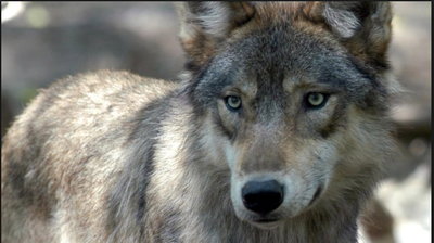 The British Columbian Wolf