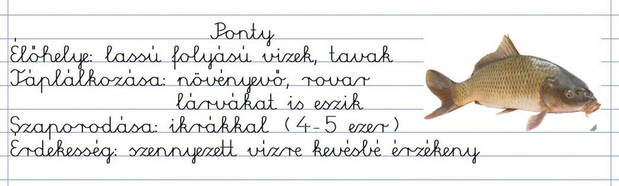 Írd a füzetedbe! Ha találsz képet a pontyról, beragaszthatod a vázlathoz!