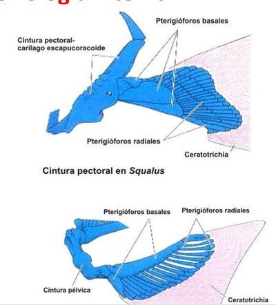 Sube imágenes, videos, audios.. Cualquier tipo de medio, archivo desde ...
