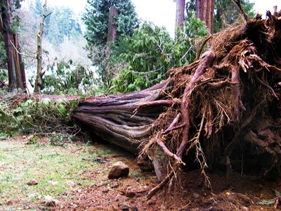 This is a photo of a tree that has been knocked down at Stanley Park in ...