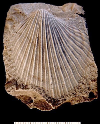 Monotis subcircularis