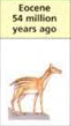 this is the 2nd body form of the camel that happened 54 million years ...