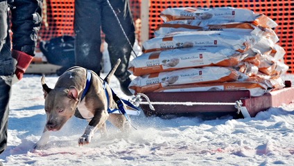 A dog pulling pounds just like how Buck did.