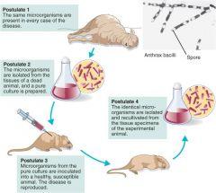 This is a diagram of Koch's experiment.