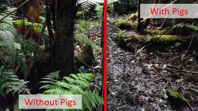 Photo credit: University of Hawaii News, 2019 https://www.hawaii.edu ...