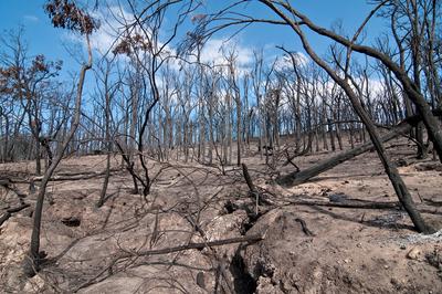 After a bushfire...