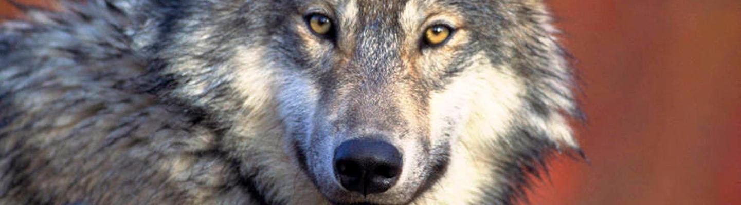 U.S. Fish and Wildlife Service, Gary Kramer/AP Photo