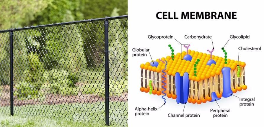 The Cell Membrane represents a fence
