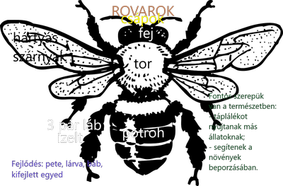 A rovarokról a tudnivalókat átbeszélve (testfelépítésük, életciklusuk ...