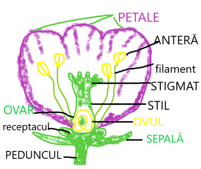 FLOAREA LA ANGIOSPERME