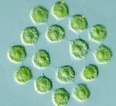 Colonial organisms were the first evolutionary step from single-celled ...