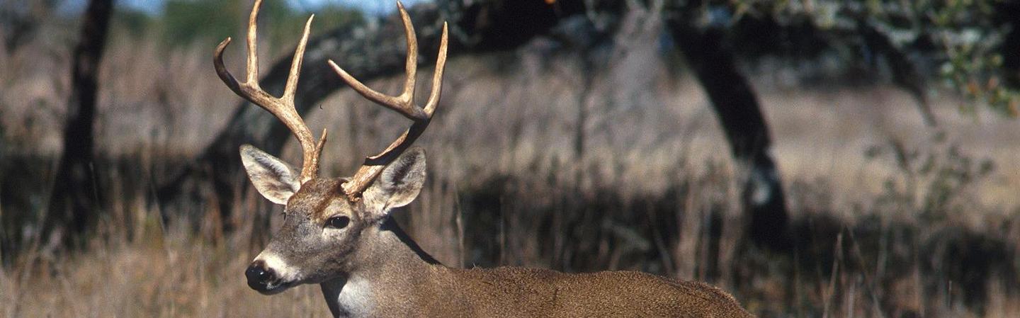 To print the story please do so via the link in the story toolbar.