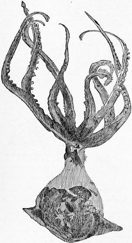 Palaeoctopus-89-71 MYA