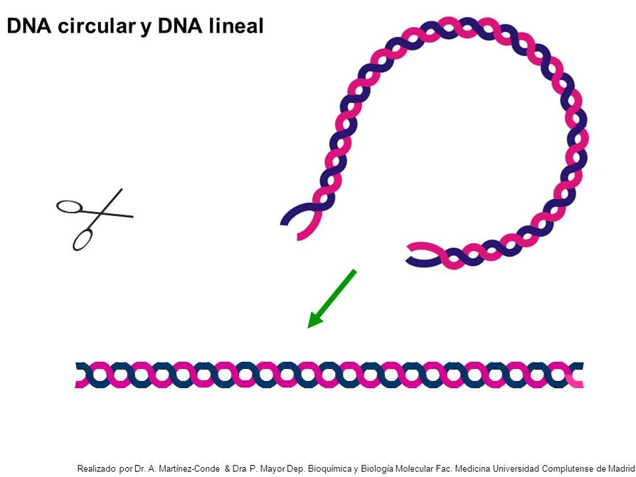Cromosomas lineales y circulares.
