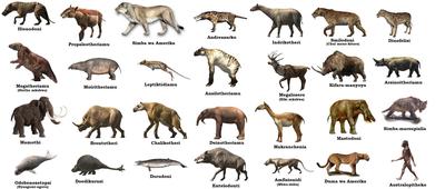 Phanerozoic Eon, Cenozoic Era, and Tertiary Period: Huge diversity of ...