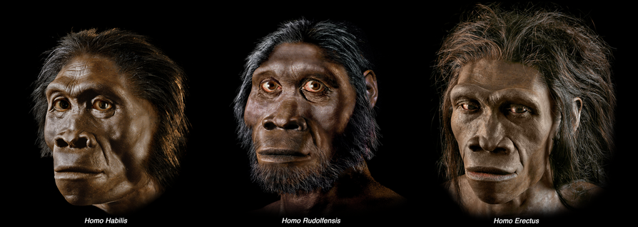 70,000 years ago, the homosavians evolved from the homorectus humans.