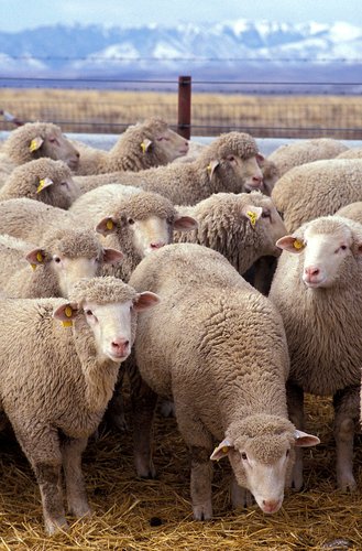 https://en.wikipedia.org/wiki/Sheep#/media/File:Flock_of_sheep.jpg